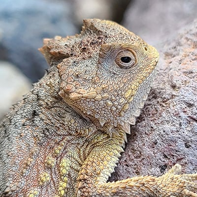 Reptiles: helping ecosystems worldwide